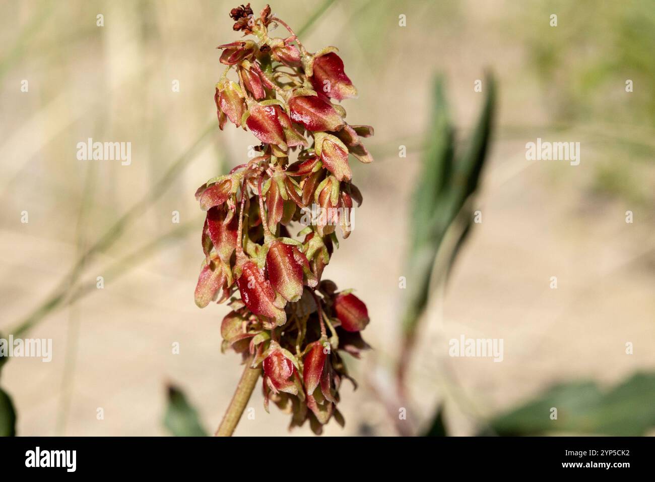 winged dock (Rumex venosus Stock Photo - Alamy