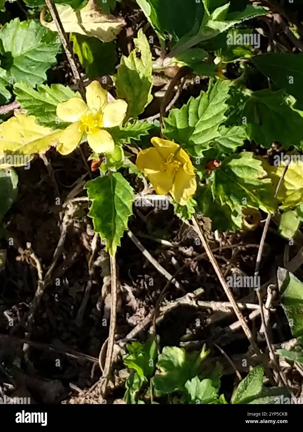 three-lobe false mallow (Malvastrum coromandelianum Stock Photo - Alamy