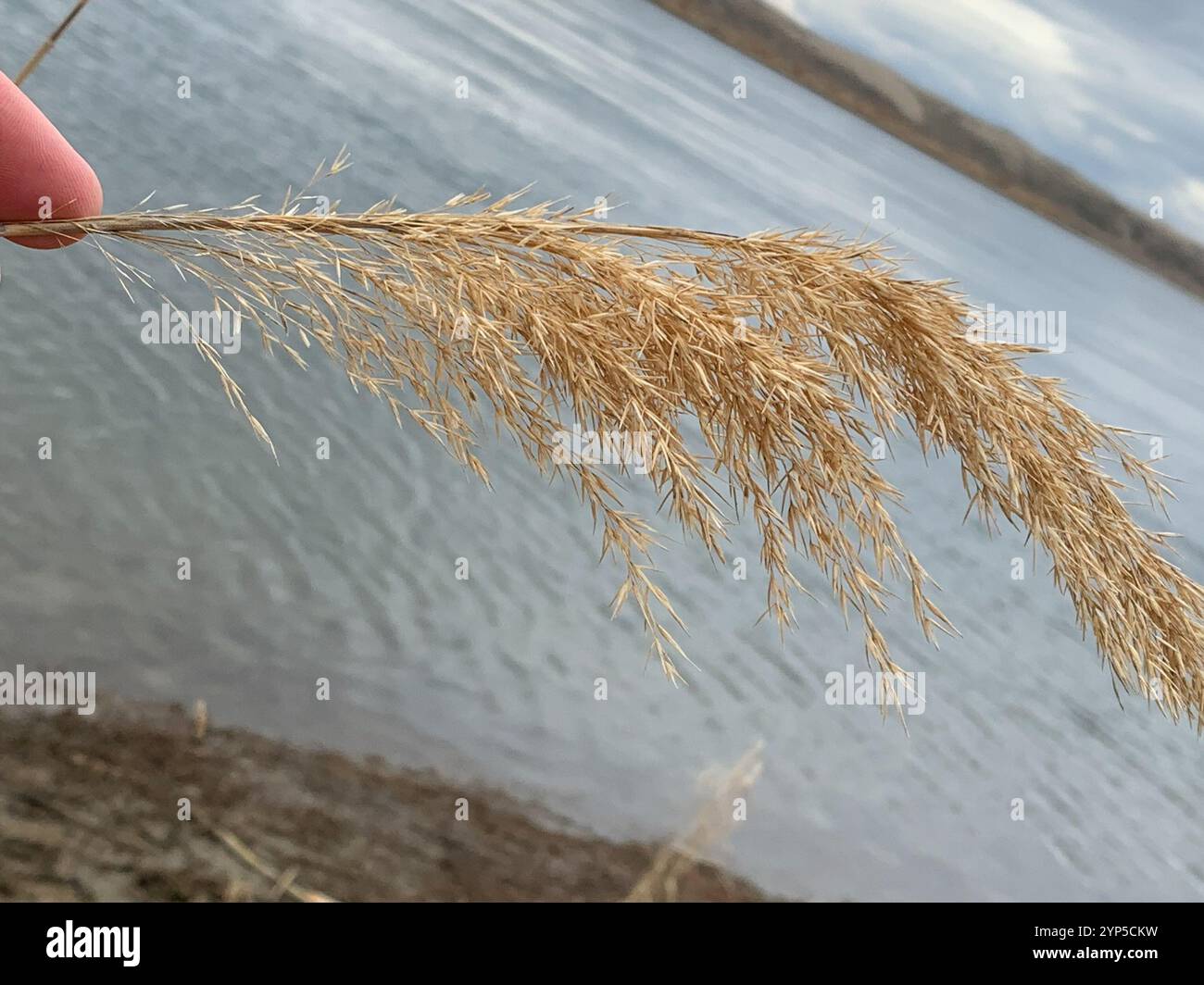 American common reed (Phragmites australis americanus Stock Photo - Alamy