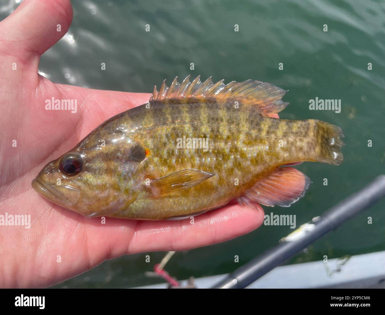 Warmouth (Lepomis gulosus Stock Photo - Alamy