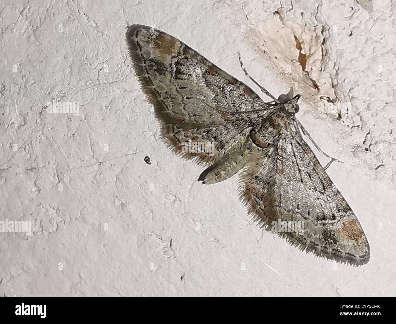 Gymnoscelis rufifasciata hi-res stock photography and images - Alamy