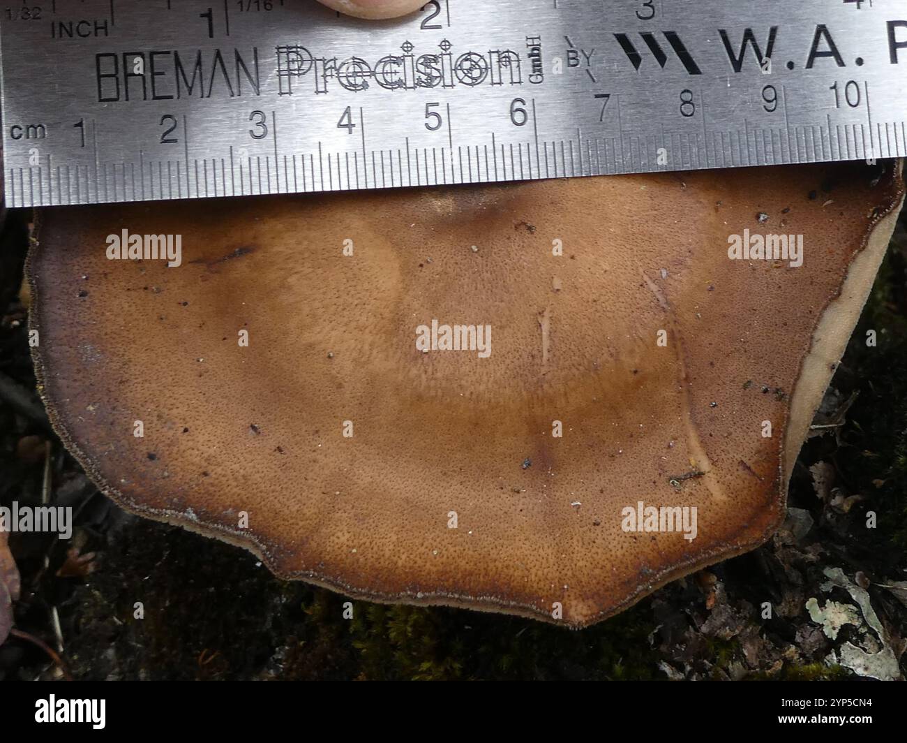 Lentinus brumalis hi-res stock photography and images - Alamy