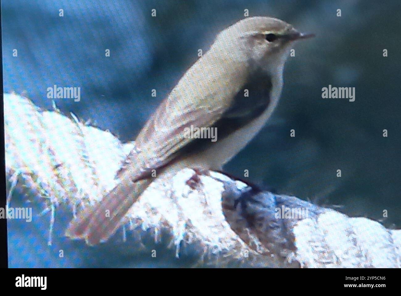 Common Chiffchaff (Phylloscopus collybita Stock Photo - Alamy