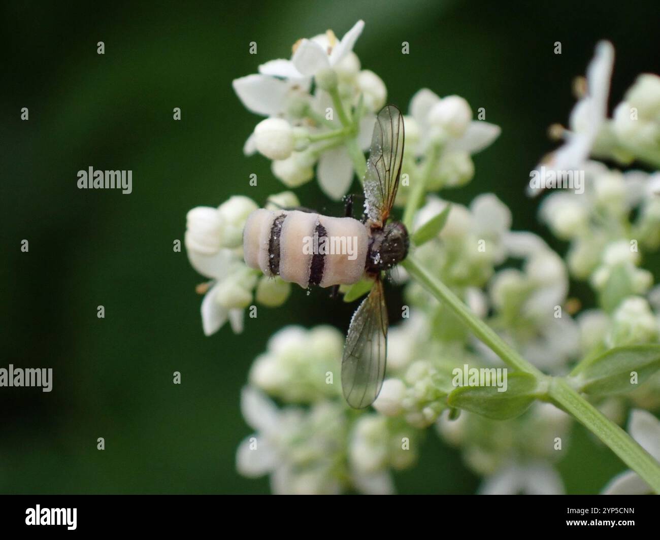 Fly Death Fungi (Entomophthora muscae Stock Photo - Alamy