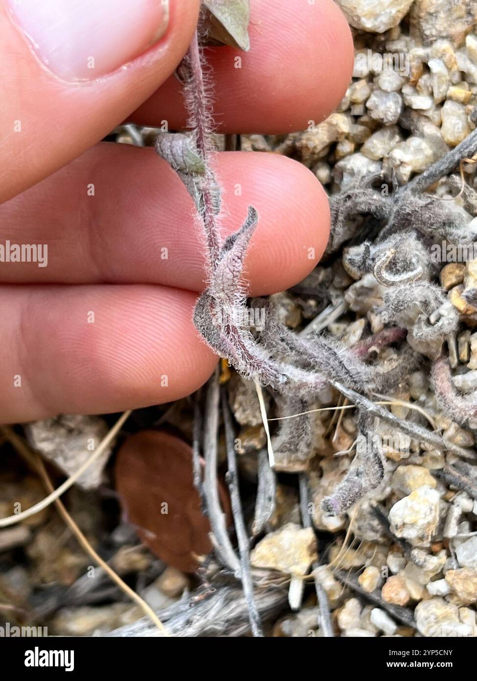 three hearts (Tricardia watsonii Stock Photo - Alamy