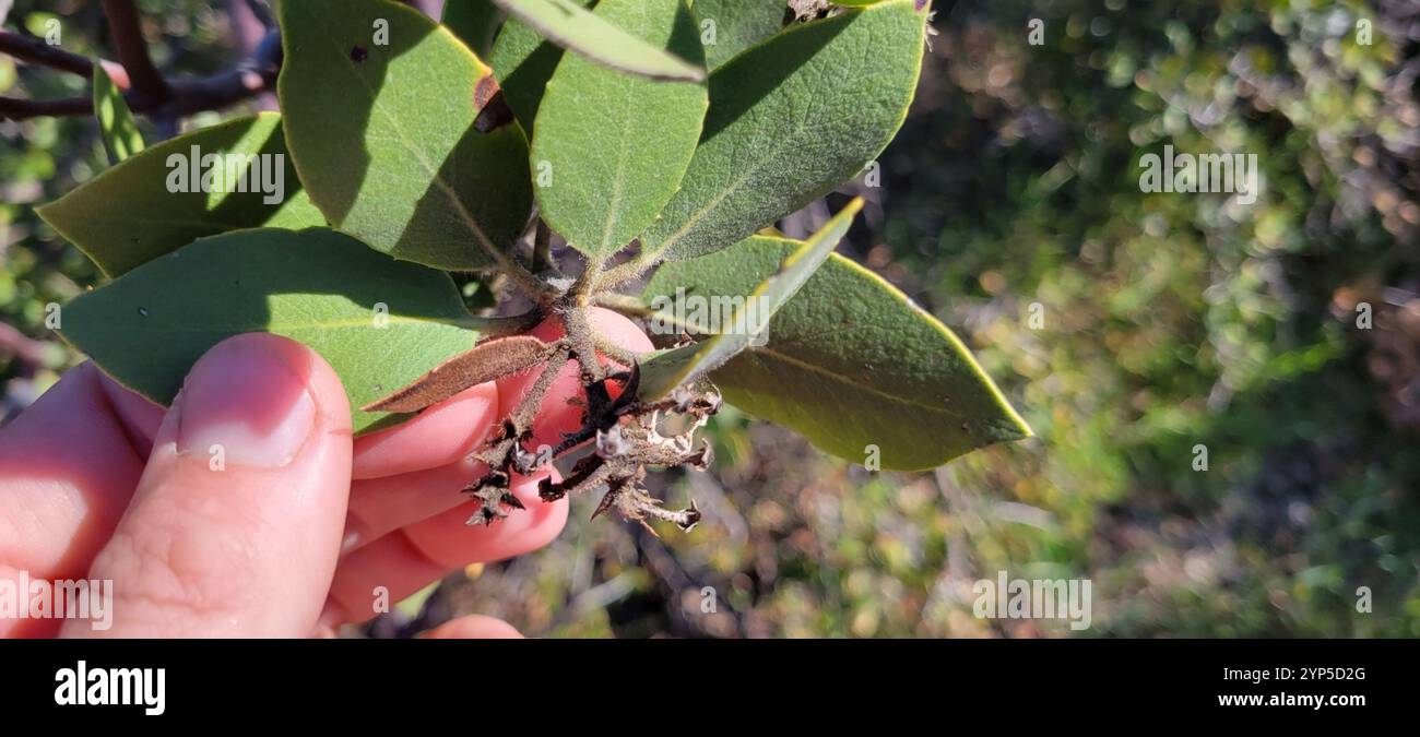 Transverse Range Manzanita (Arctostaphylos glandulosa mollis Stock ...