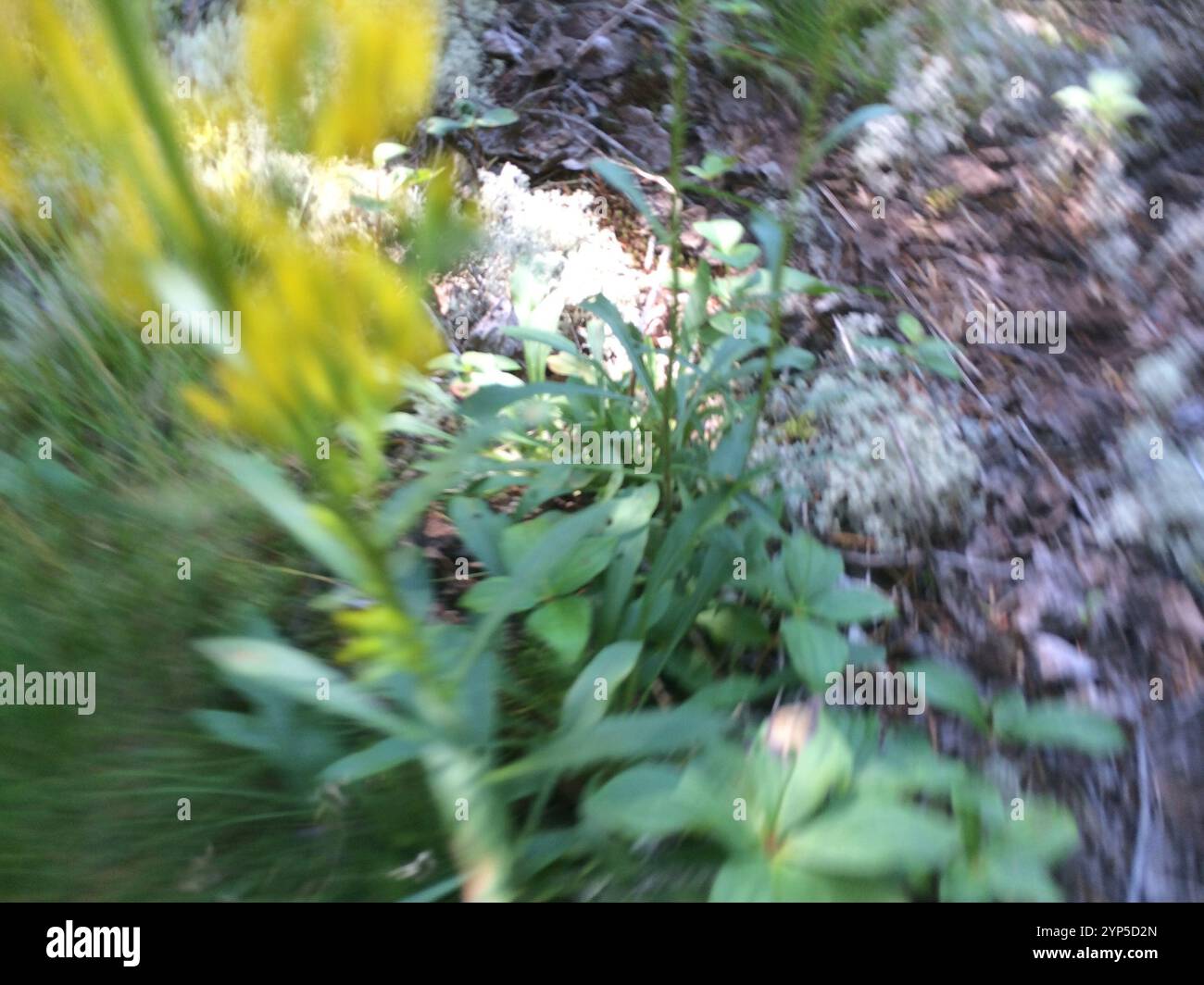 Downy Goldenrod (Solidago puberula Stock Photo - Alamy