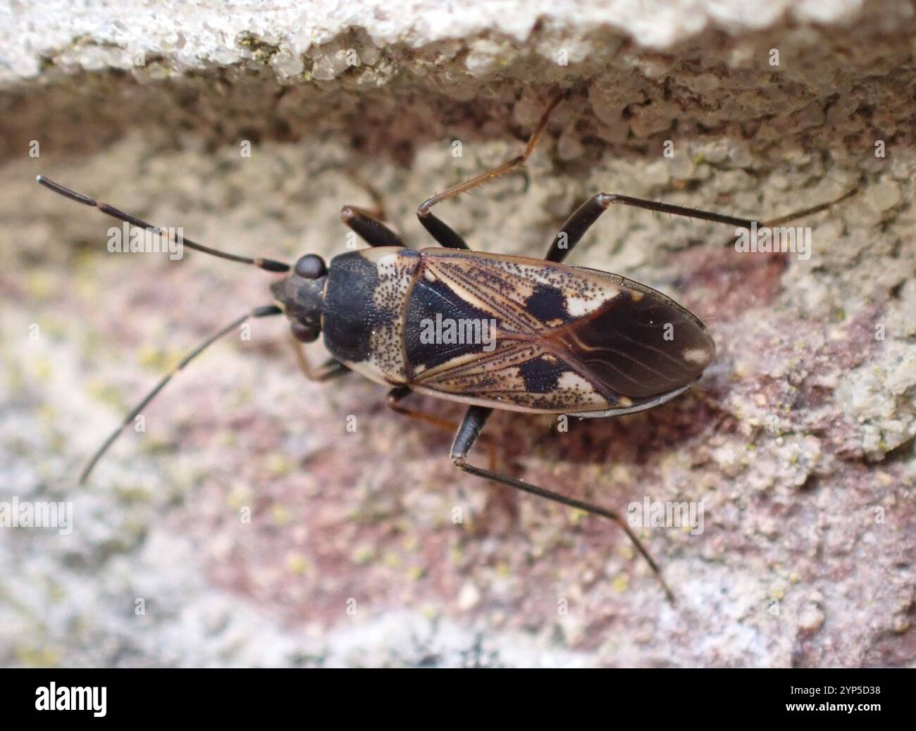 bright-spotted groundbug (Rhyparochromus vulgaris Stock Photo - Alamy