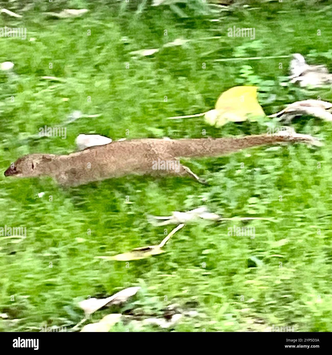 Small Indian Mongoose (Urva auropunctata Stock Photo - Alamy
