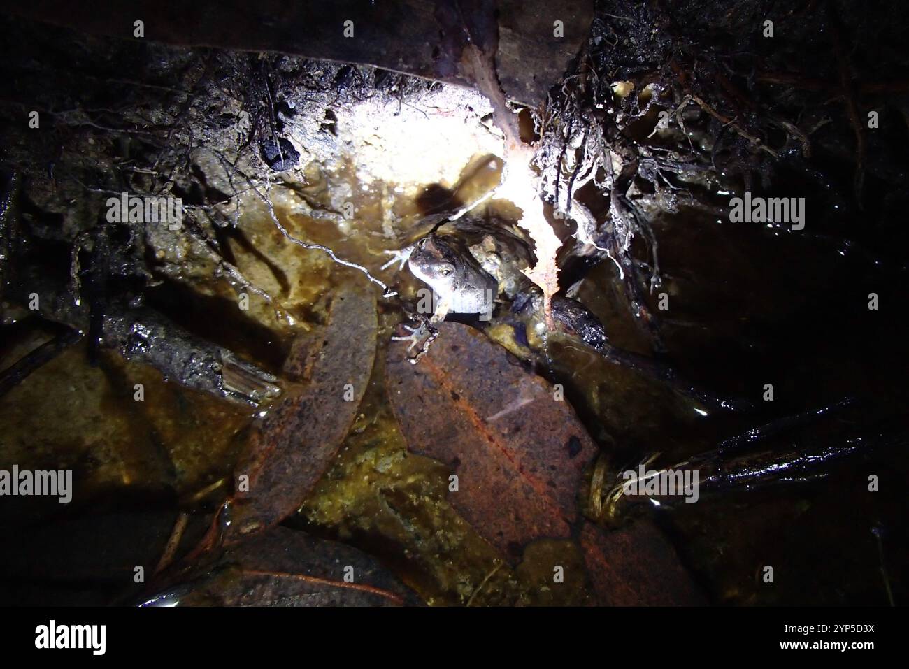 Common Eastern Froglet (Crinia signifera Stock Photo - Alamy