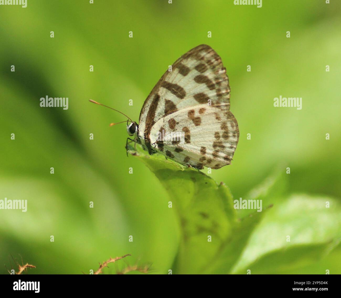 Common Pierrot (Castalius rosimon Stock Photo - Alamy