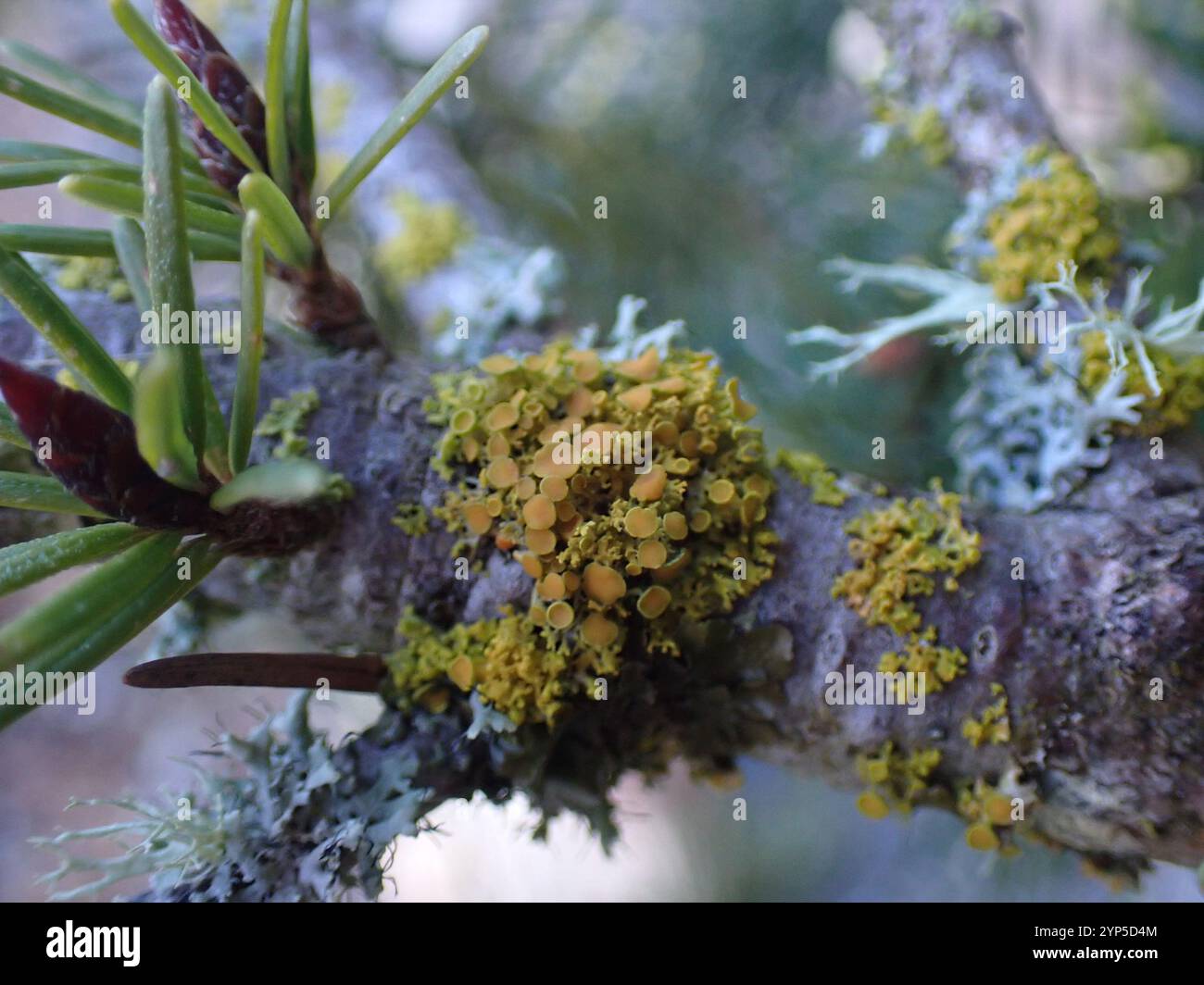 Pin-cushion Sunburst Lichen (Polycauliona polycarpa Stock Photo - Alamy