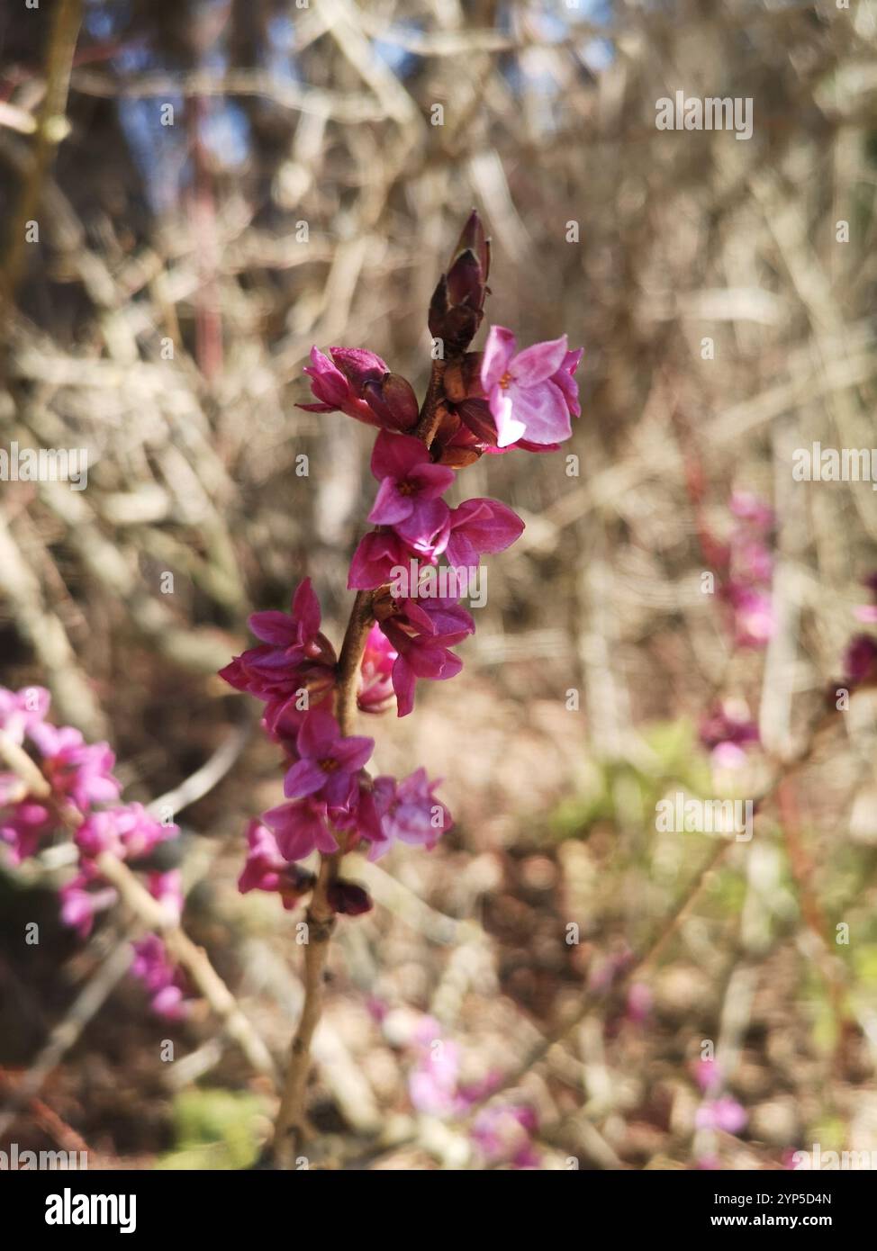 Mezereon (Daphne mezereum Stock Photo - Alamy