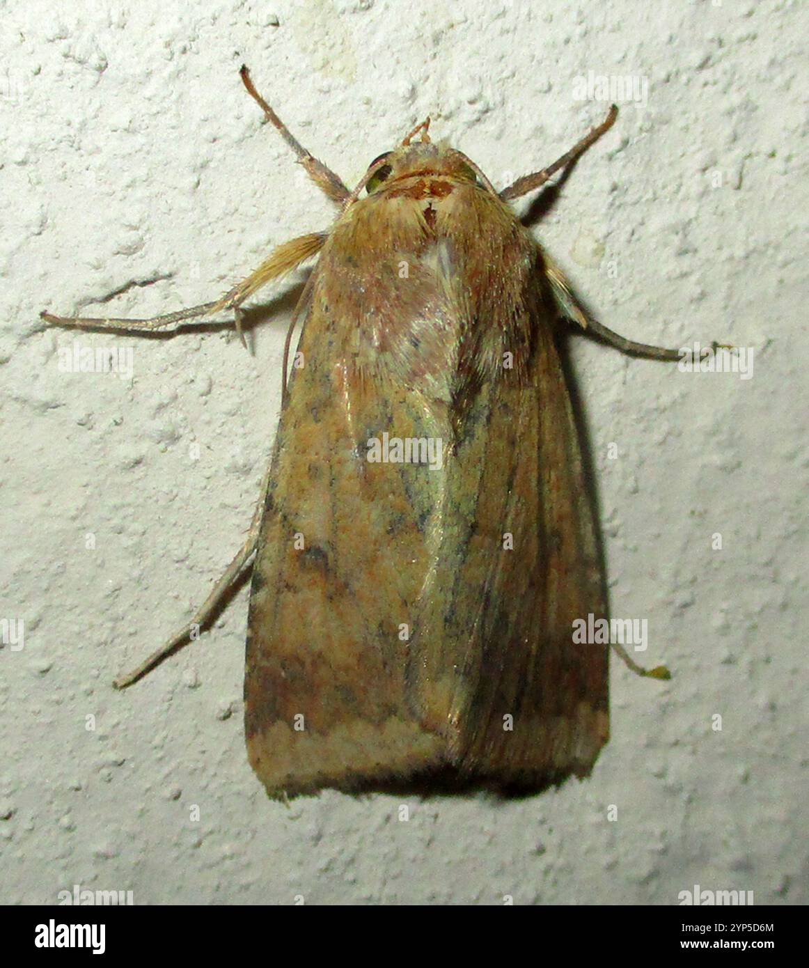 Cotton Bollworm Moth (Helicoverpa armigera Stock Photo - Alamy