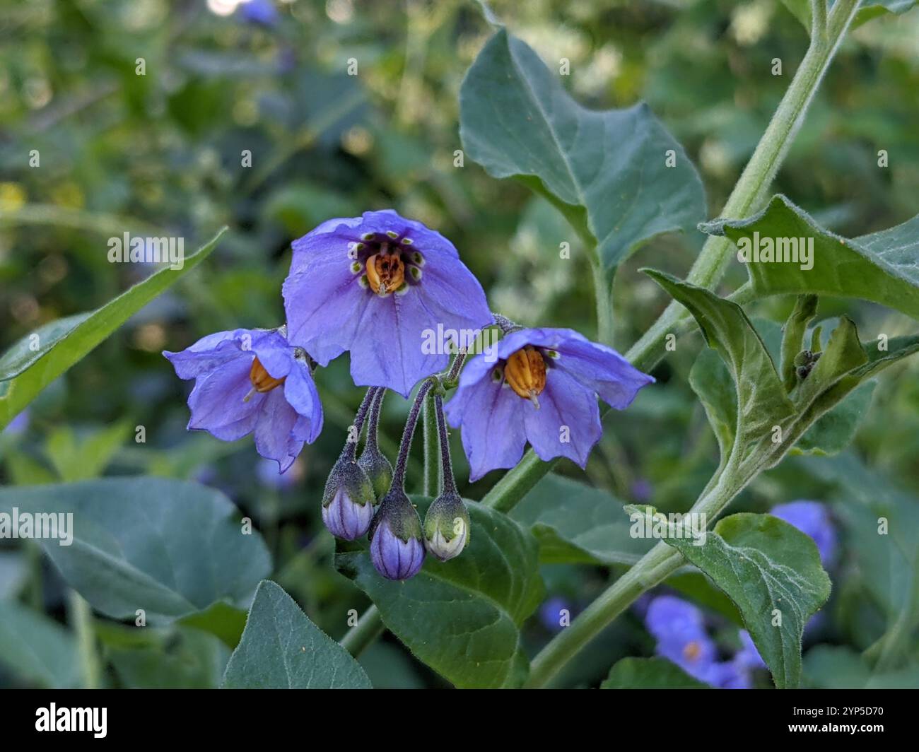 bluewitch nightshade (Solanum umbelliferum Stock Photo - Alamy
