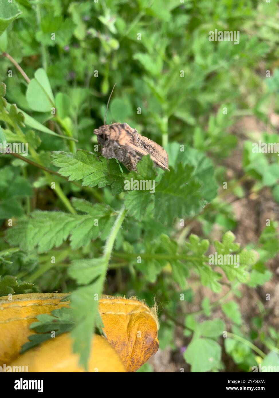 Variegated Cutworm Moth (Peridroma saucia Stock Photo - Alamy