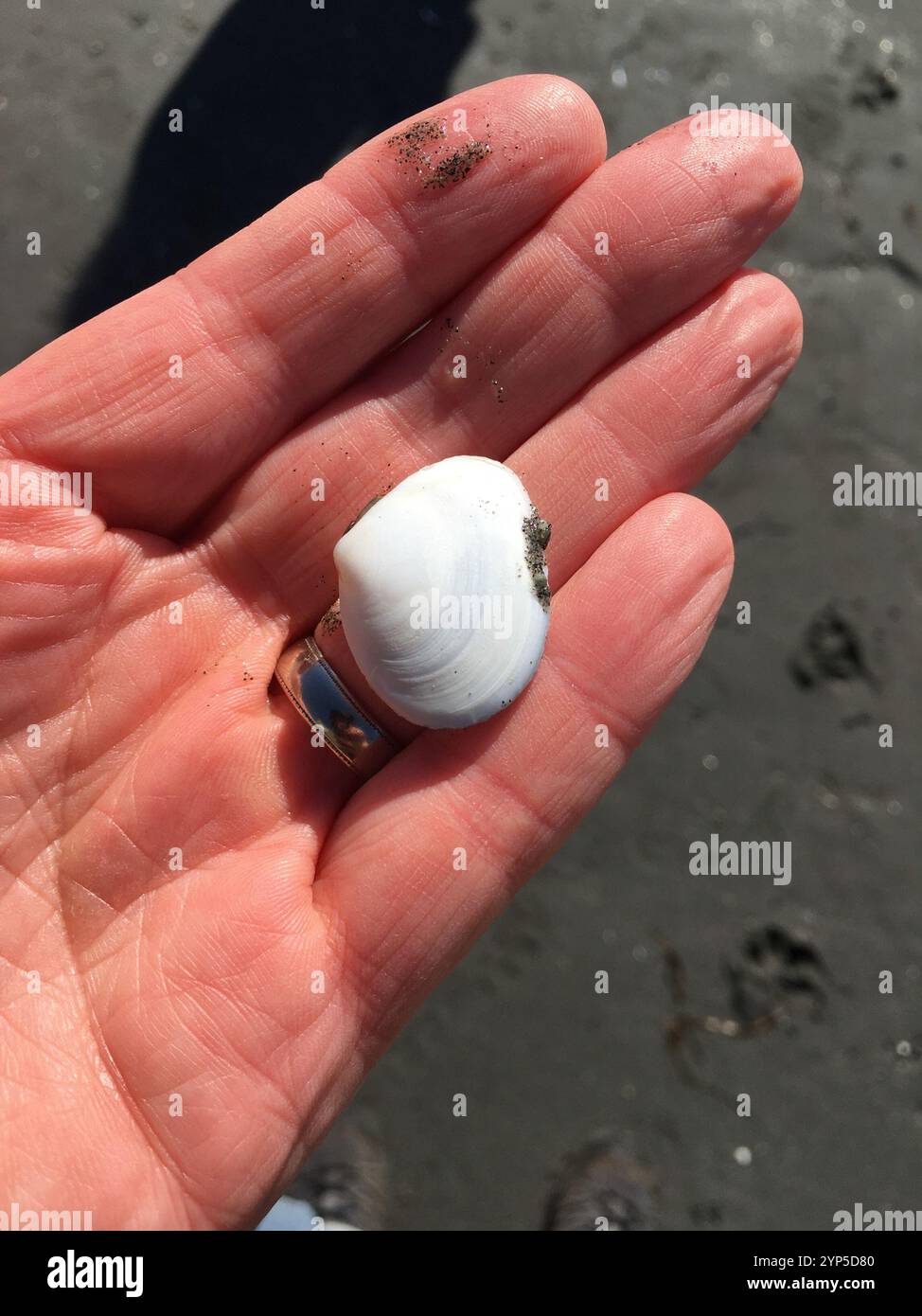 Bent-nosed Clam (Macoma nasuta Stock Photo - Alamy