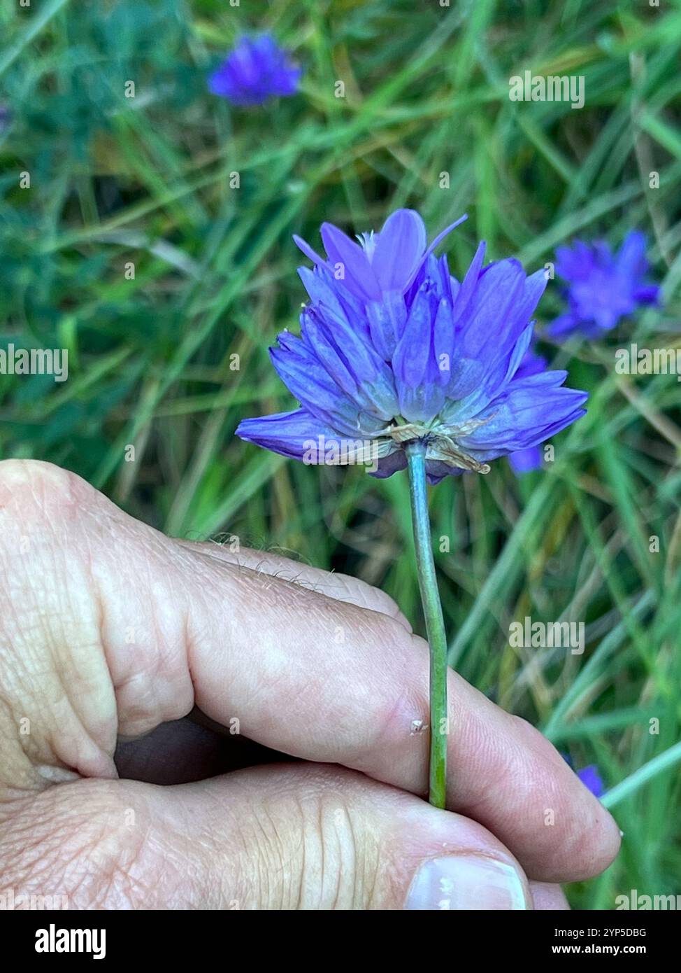 Dipterostemon hi-res stock photography and images - Alamy