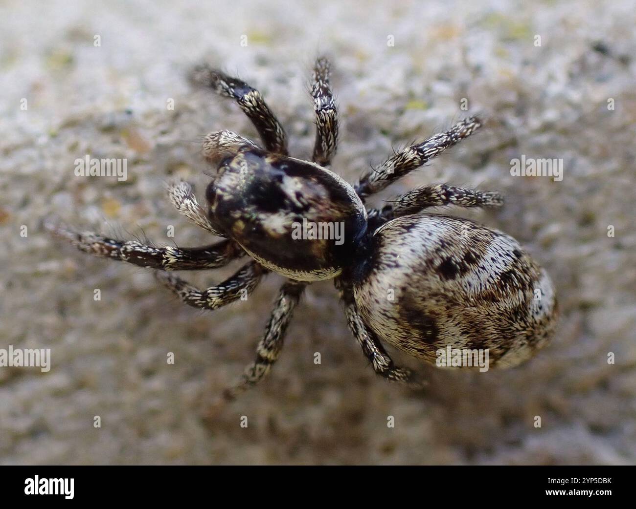 Zebra Jumping Spider (Salticus scenicus Stock Photo - Alamy