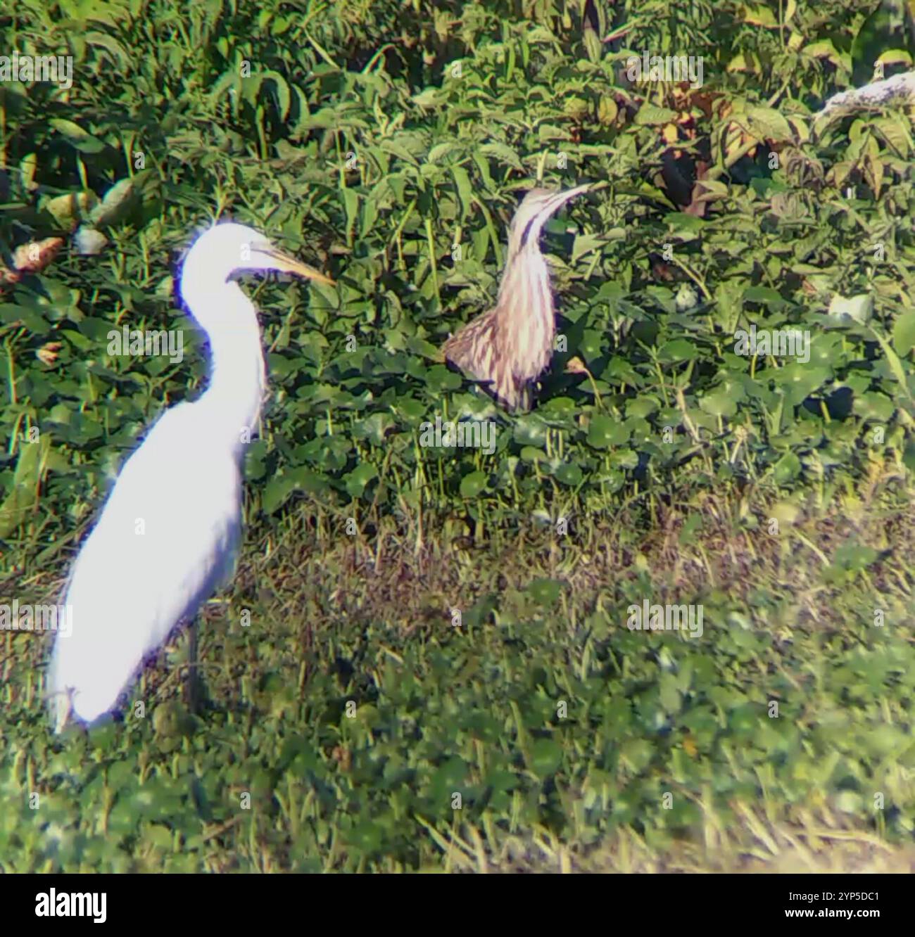 American Bittern (Botaurus lentiginosus Stock Photo - Alamy