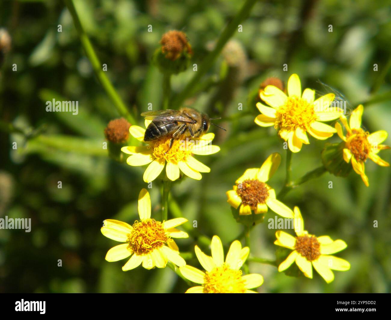 Cape Honey Bee (Apis mellifera capensis Stock Photo - Alamy