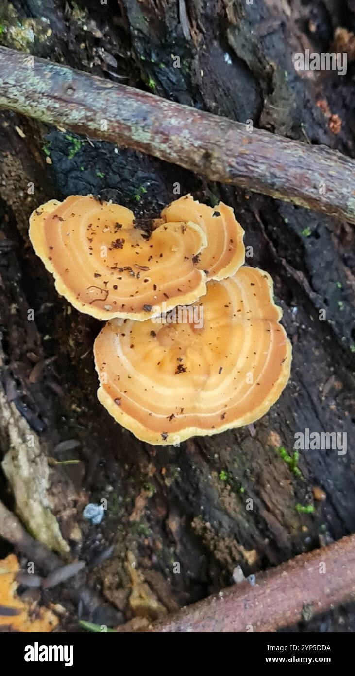 Basidiomycete Fungi (Basidiomycota Stock Photo - Alamy