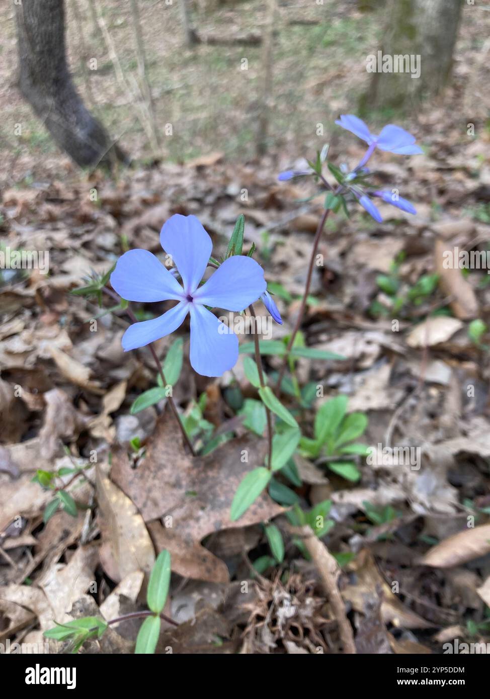blue phlox (Phlox divaricata Stock Photo - Alamy