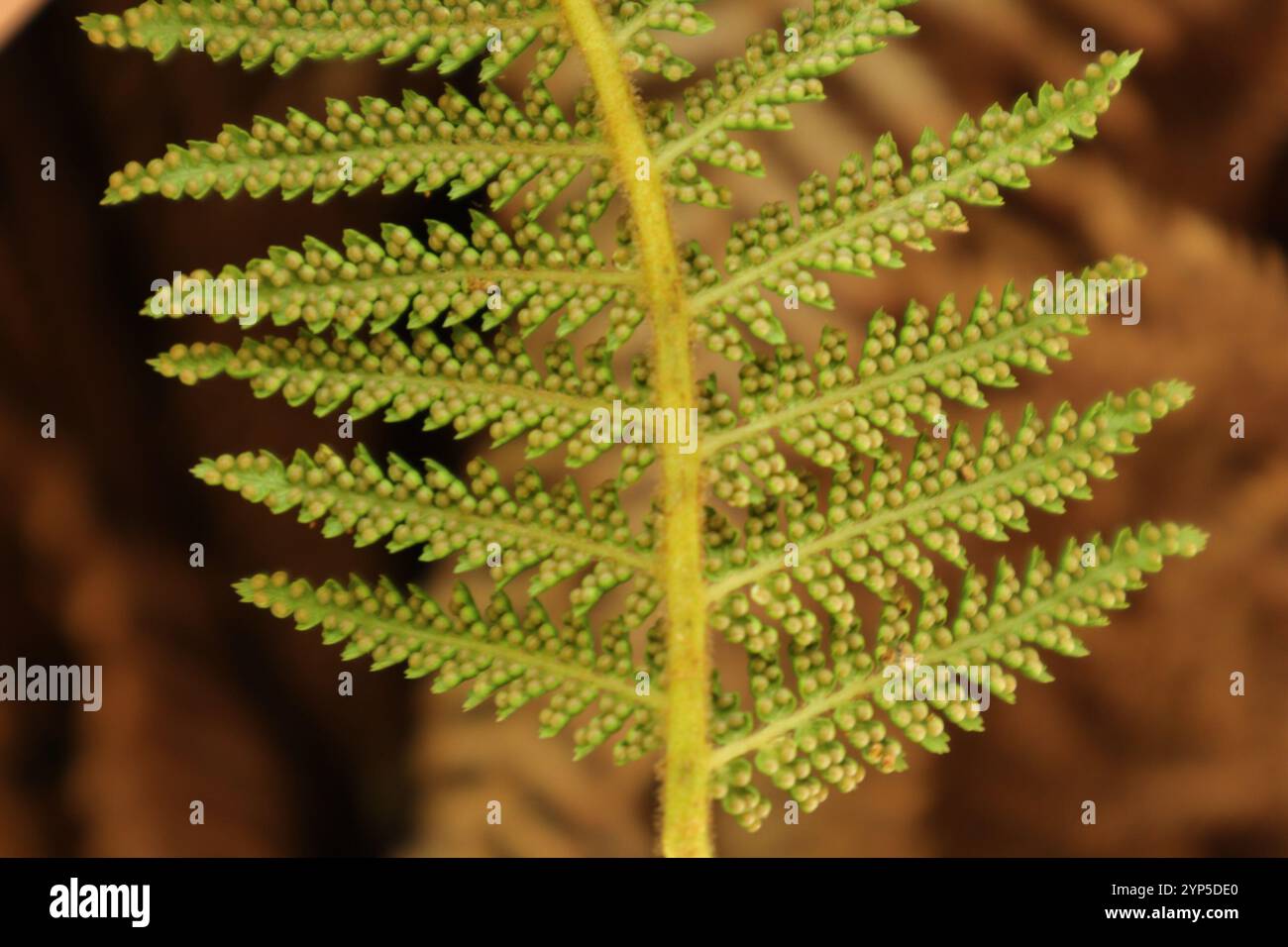 golden tree fern (Dicksonia fibrosa Stock Photo - Alamy