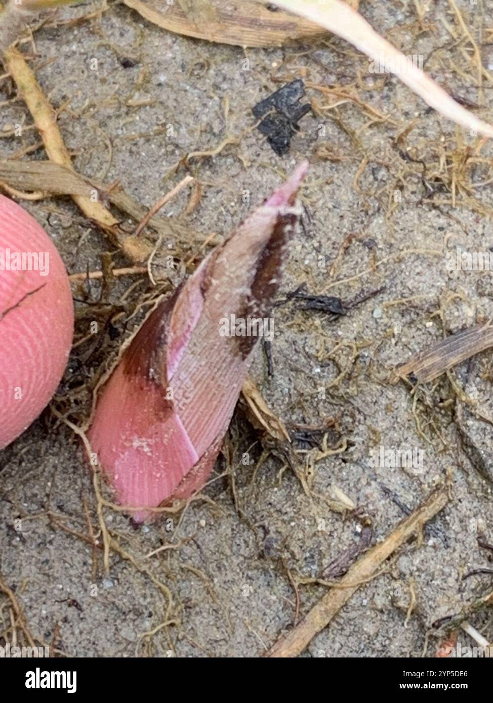 American common reed (Phragmites australis americanus Stock Photo - Alamy