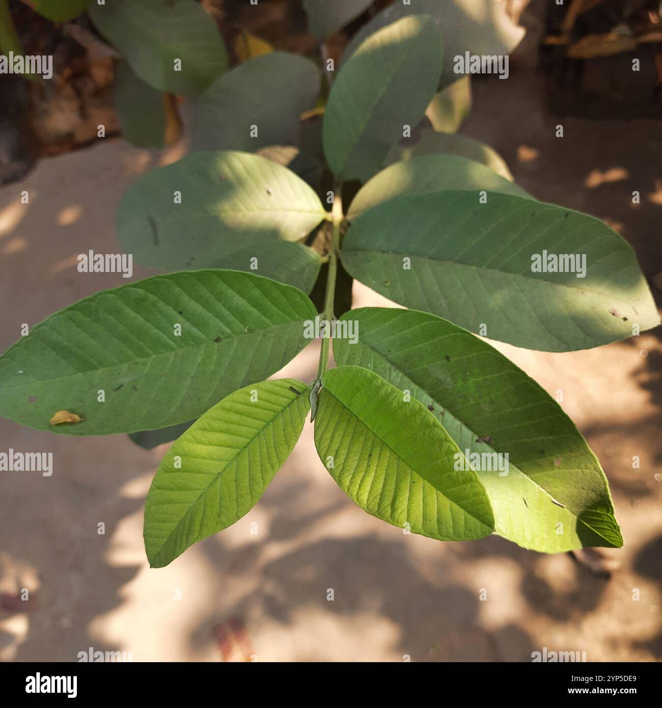 Common guava (Psidium guajava Stock Photo - Alamy