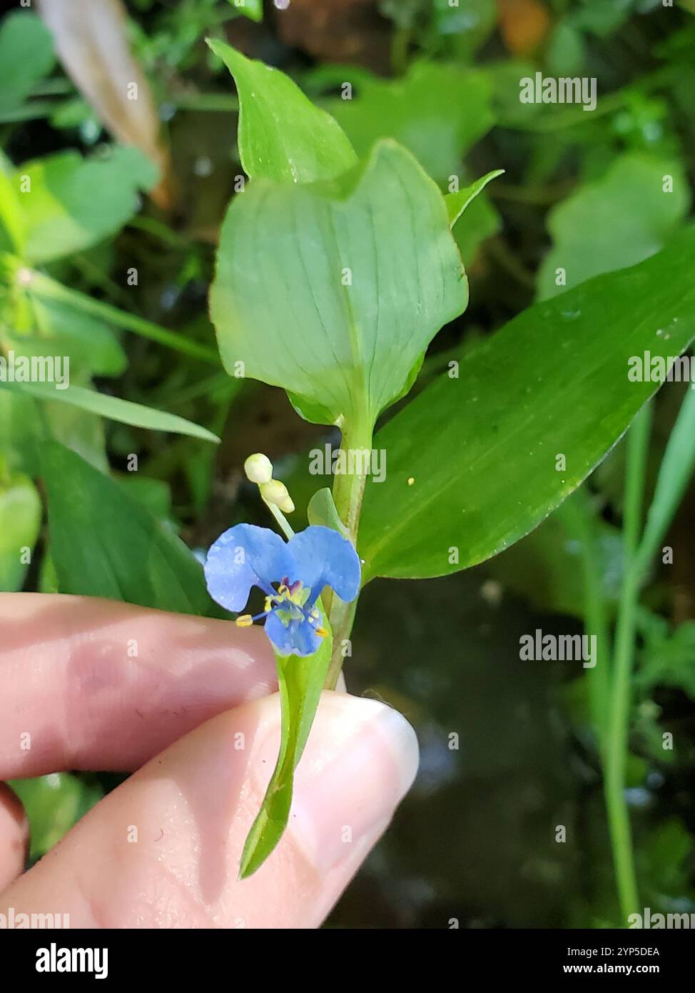 climbing dayflower (Commelina diffusa Stock Photo - Alamy