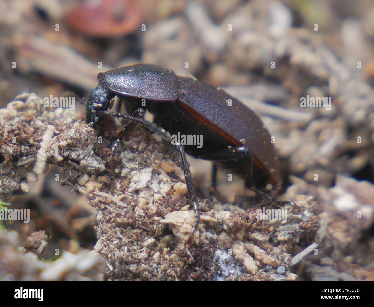 Black snail beetle (Phosphuga atrata Stock Photo - Alamy