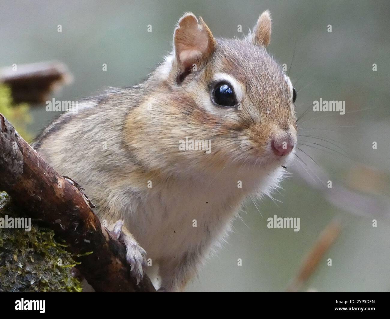 Eastern Chipmunk (Tamias striatus Stock Photo - Alamy