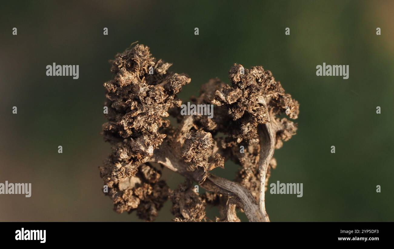 Ash Flower Gall Mite (Aceria fraxiniflora Stock Photo - Alamy
