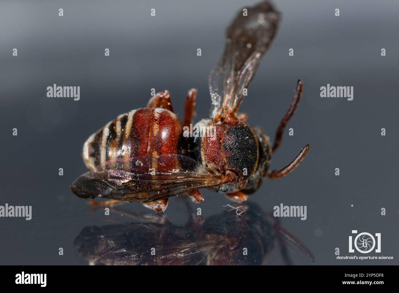 Epeolus zonatus hi-res stock photography and images - Alamy
