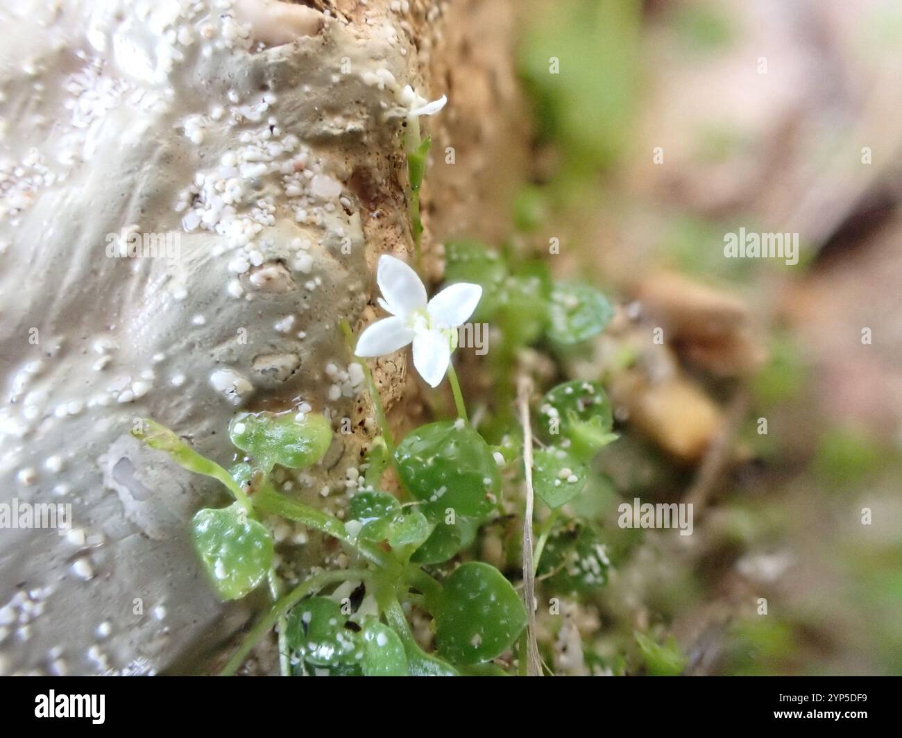 creeping bluet (Oldenlandiopsis callitrichoides Stock Photo - Alamy