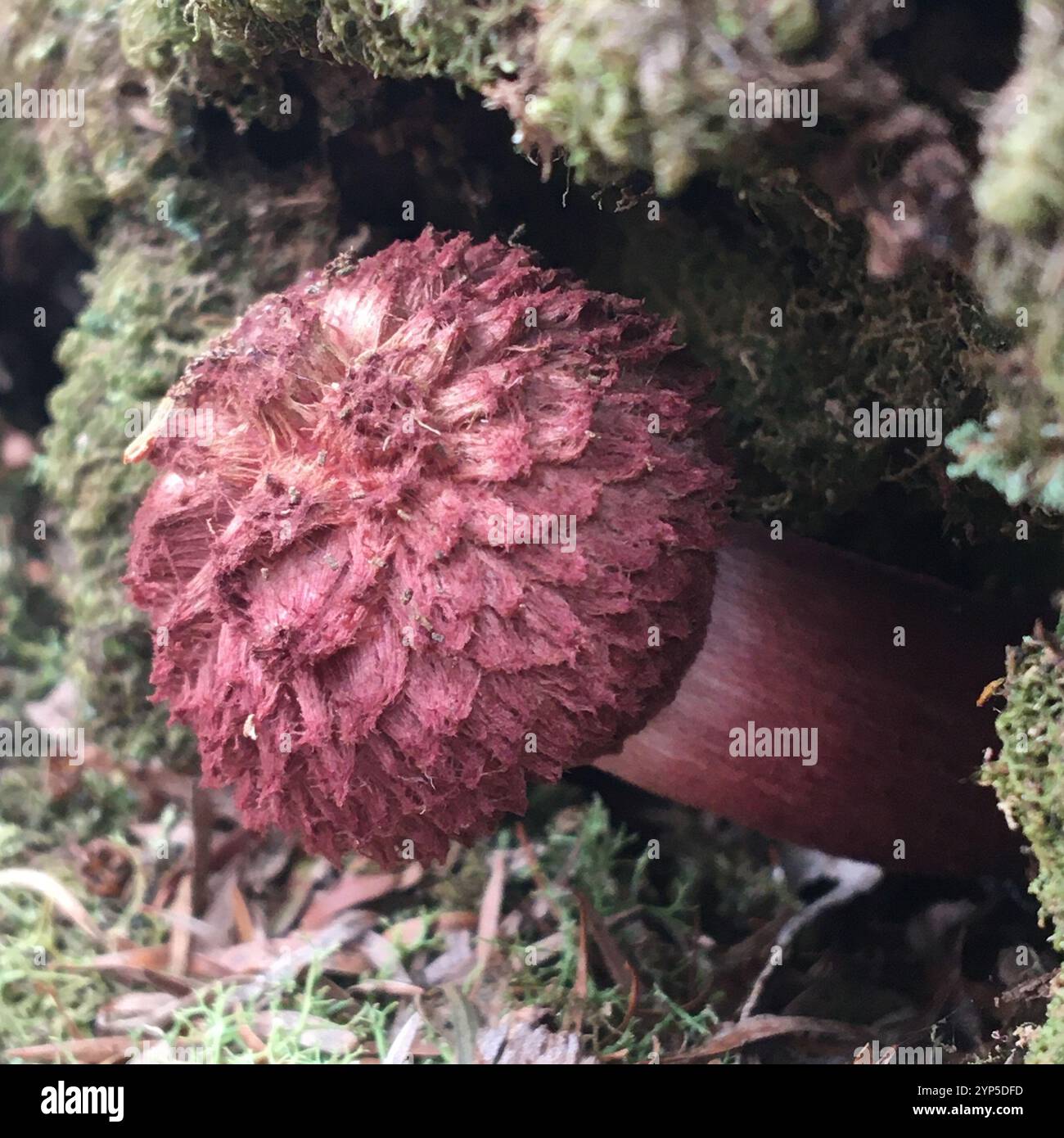 Boletellus emodensis hi-res stock photography and images - Alamy