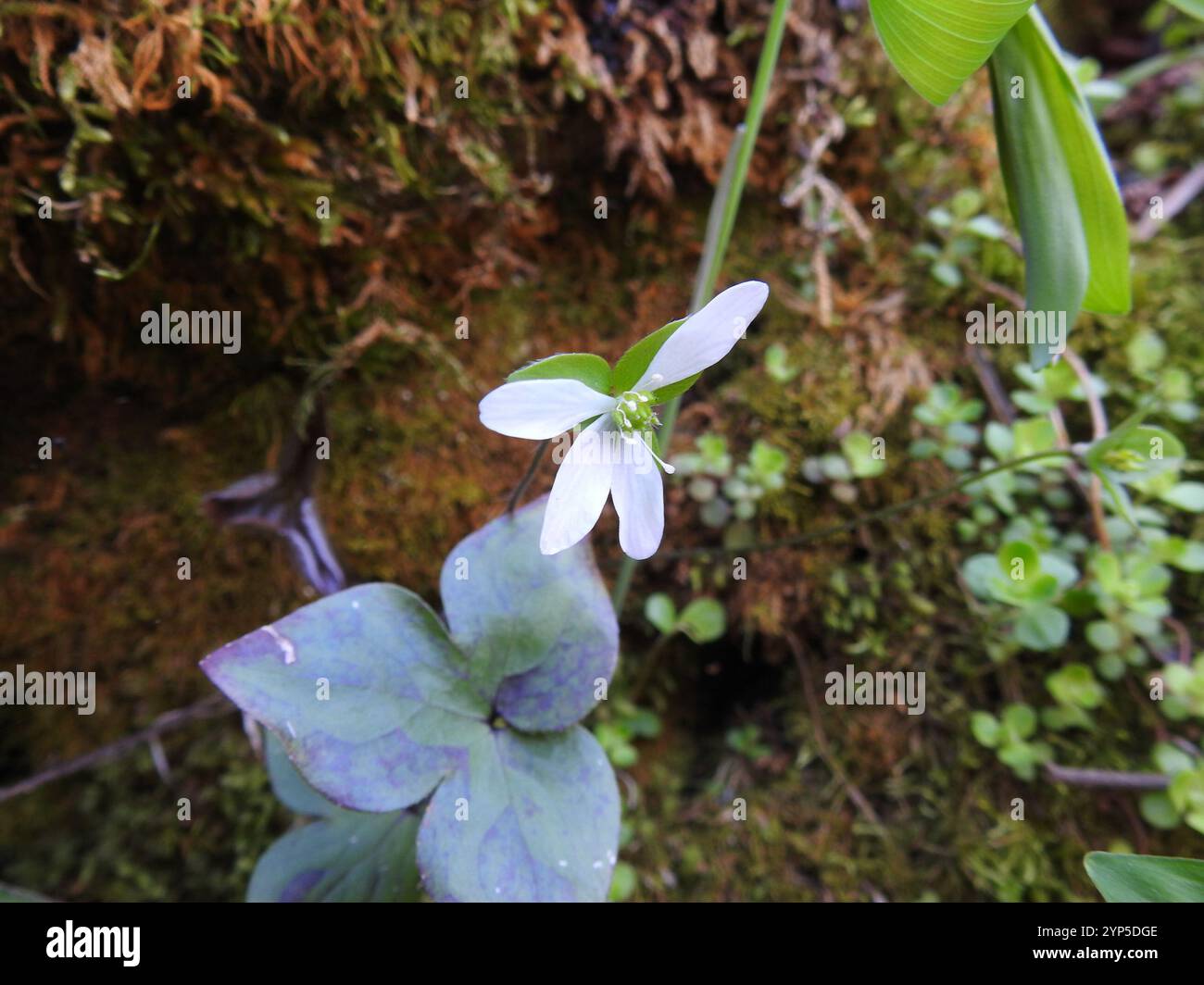 sharp-lobed hepatica (Hepatica acutiloba Stock Photo - Alamy