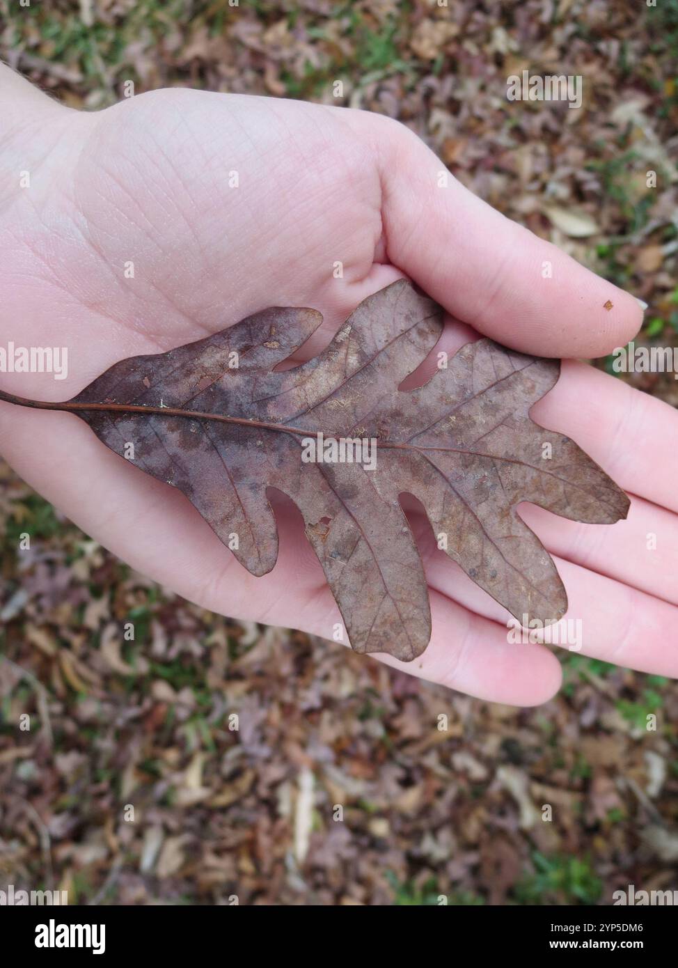 white oak (Quercus alba Stock Photo - Alamy