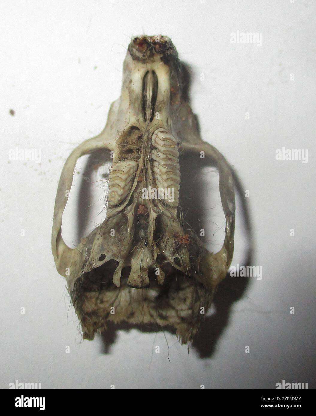 Vlei rats hi-res stock photography and images - Alamy