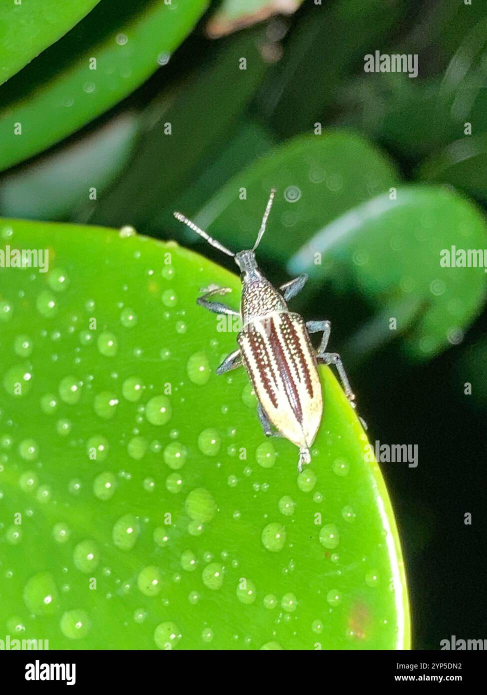Diaprepes abbreviatus hi-res stock photography and images - Alamy