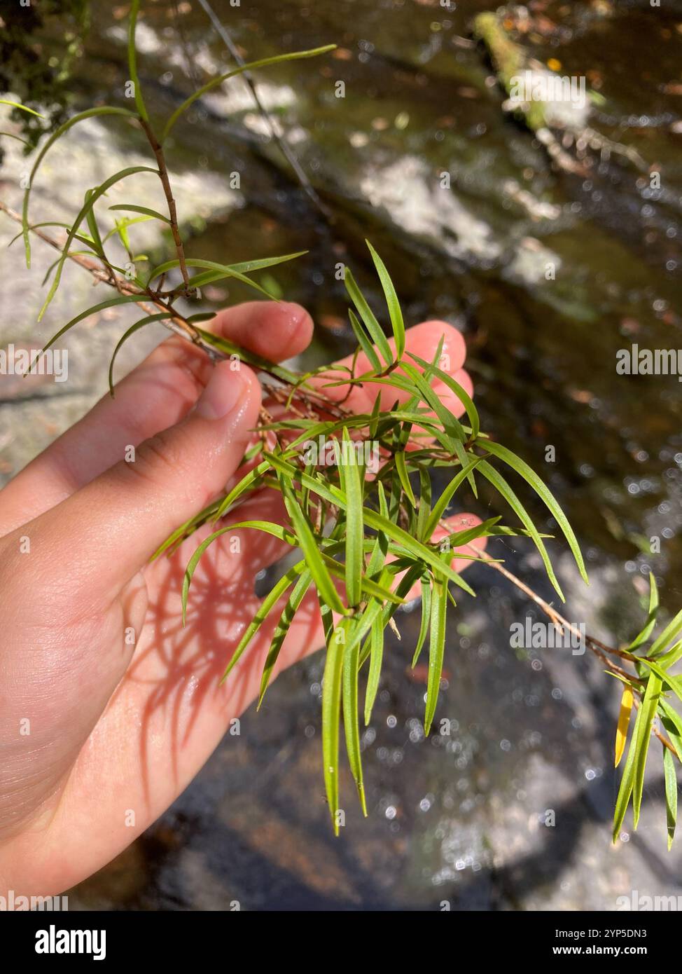 Winika (Dendrobium cunninghamii Stock Photo - Alamy