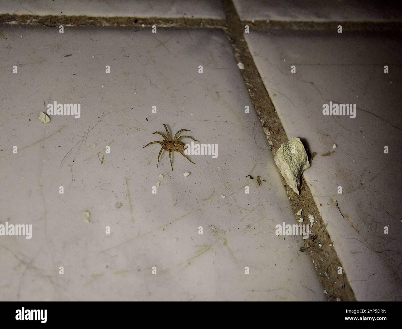 Oecobius navus hi-res stock photography and images - Alamy