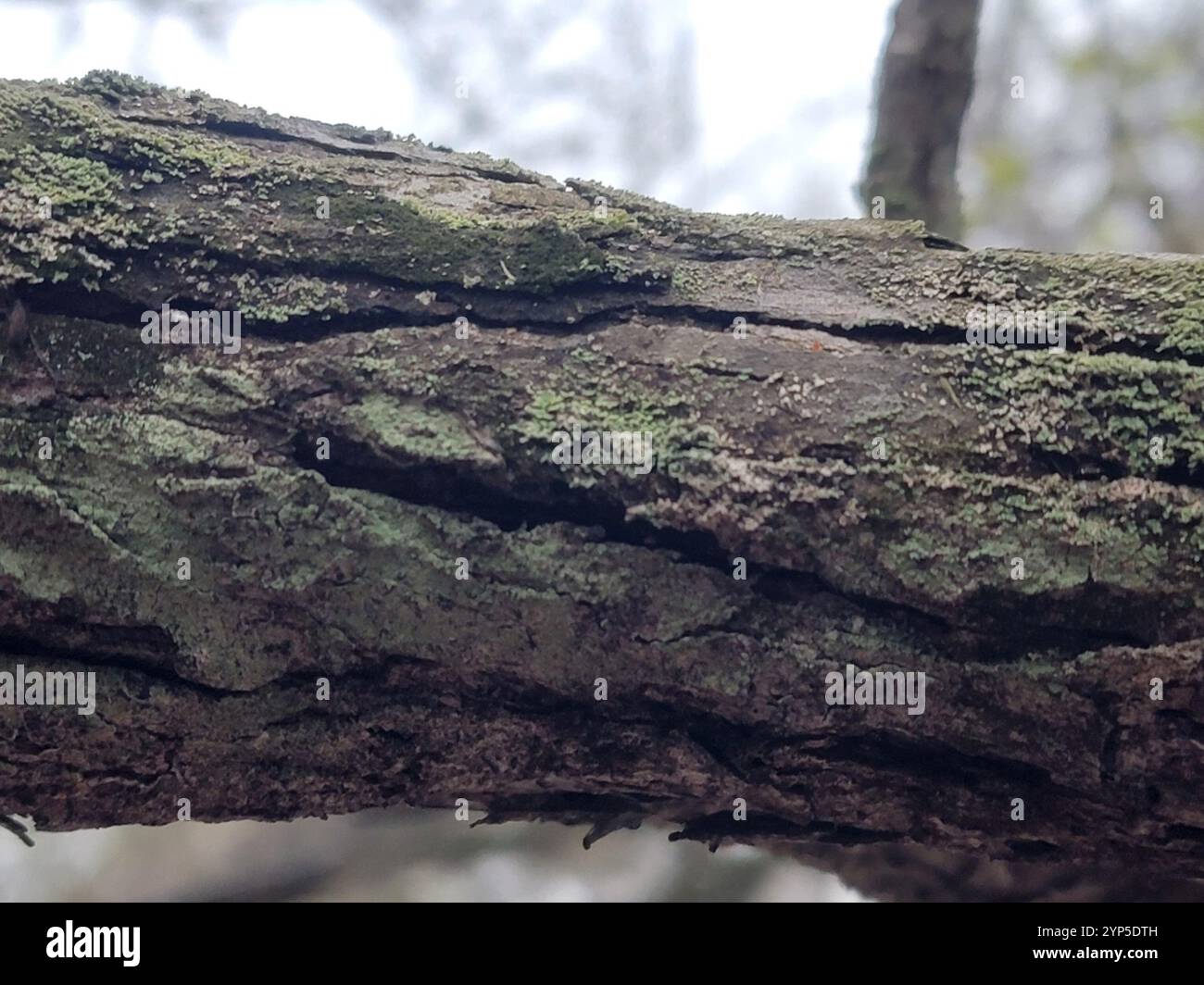 Winged Elm (Ulmus alata Stock Photo - Alamy