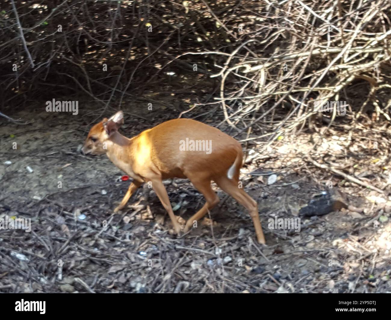 Red Forest Duiker (Cephalophorus natalensis Stock Photo - Alamy