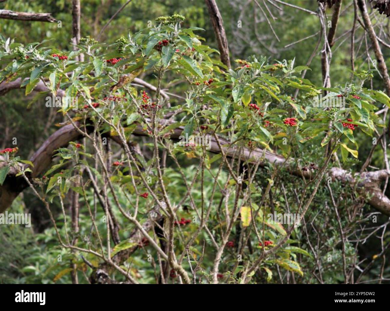 giant bitter-apple (Solanum giganteum Stock Photo - Alamy