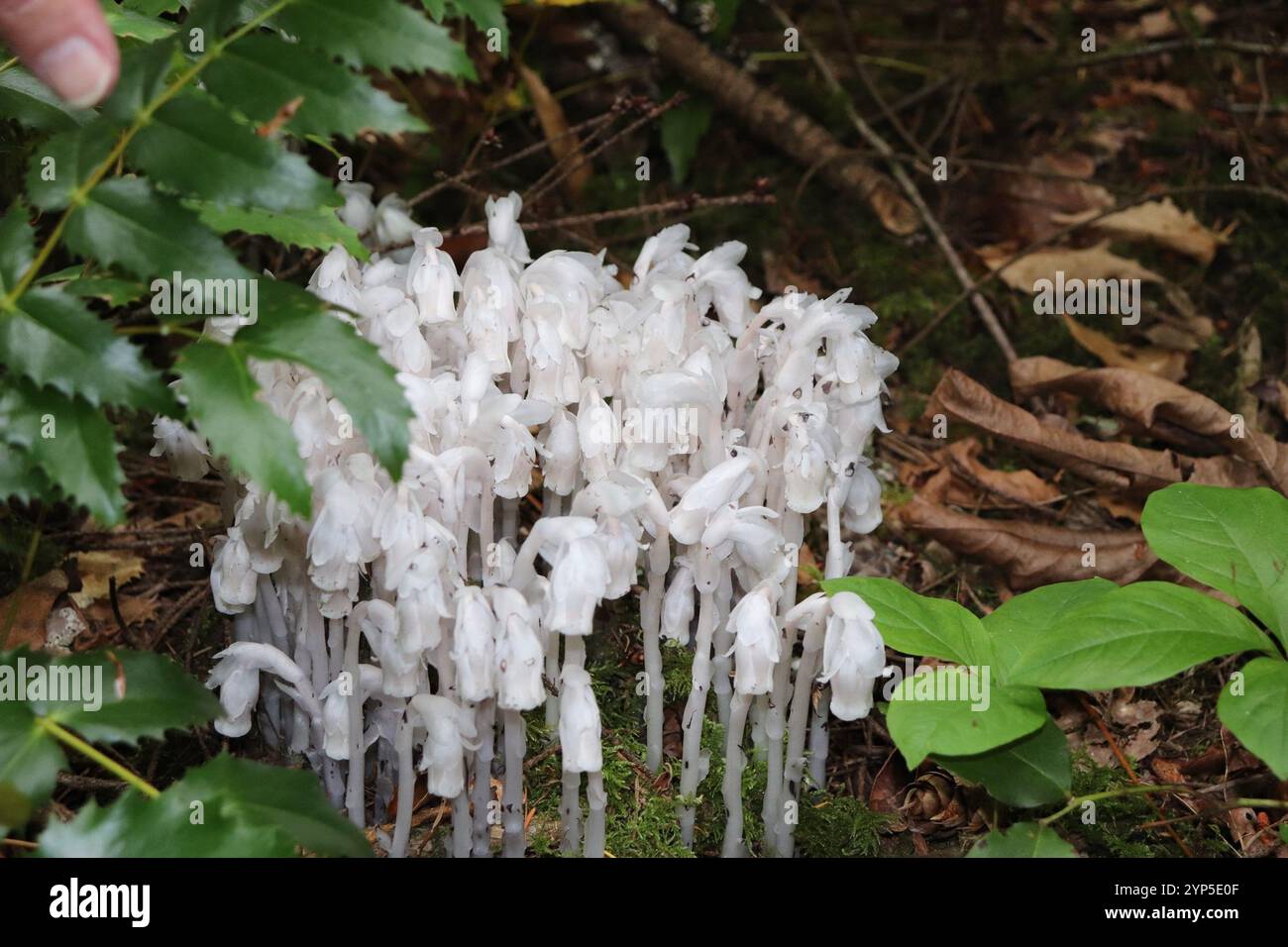Ghost Pipe (Monotropa uniflora Stock Photo - Alamy