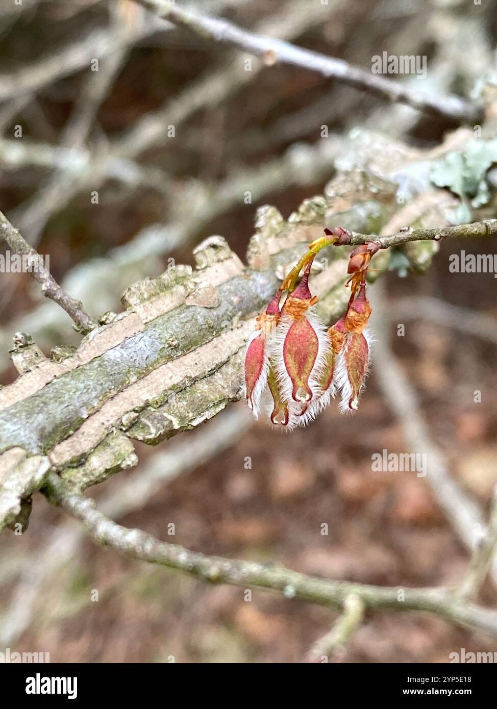Winged Elm (Ulmus alata Stock Photo - Alamy