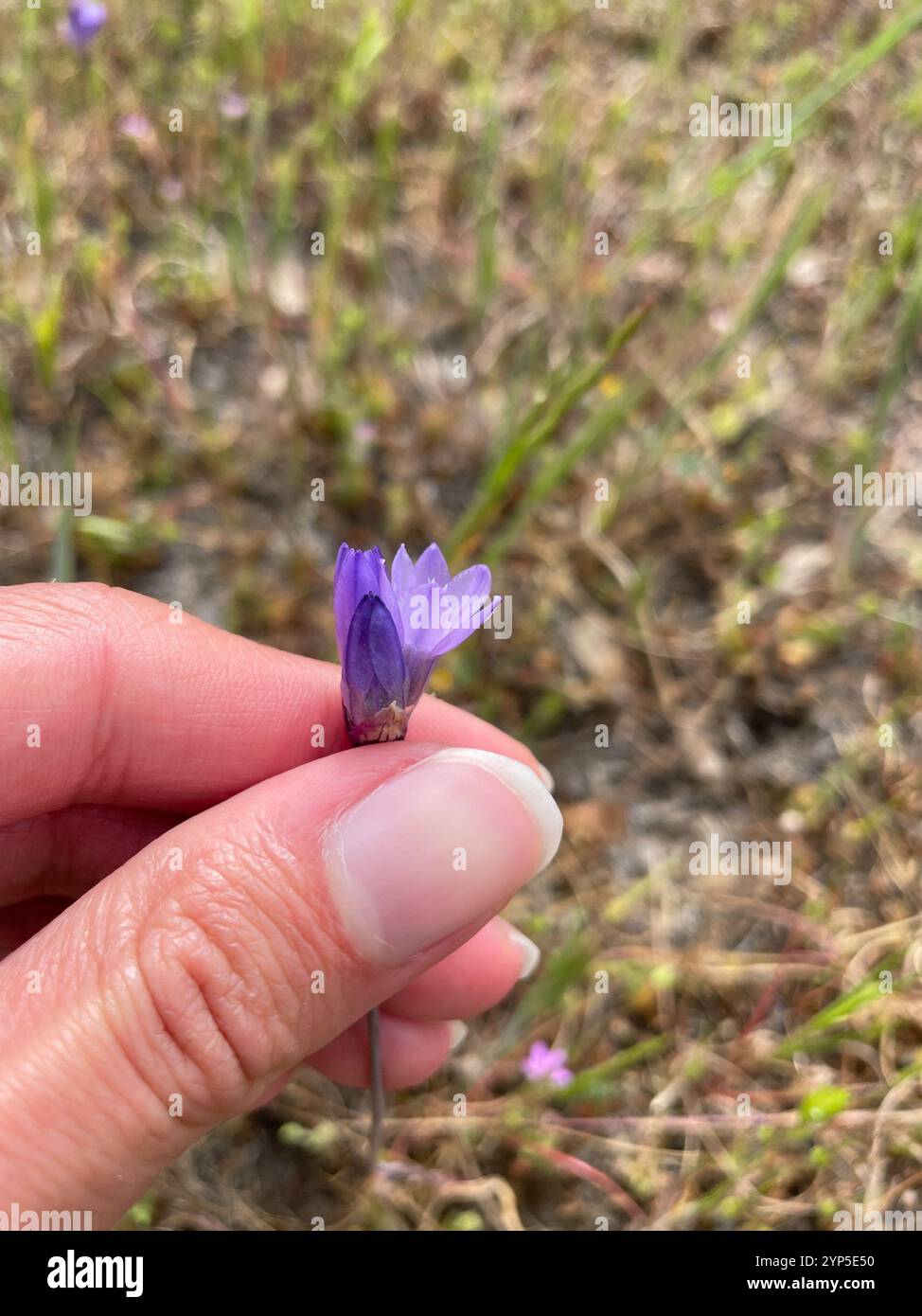 Blue Dicks (Dipterostemon capitatus Stock Photo - Alamy