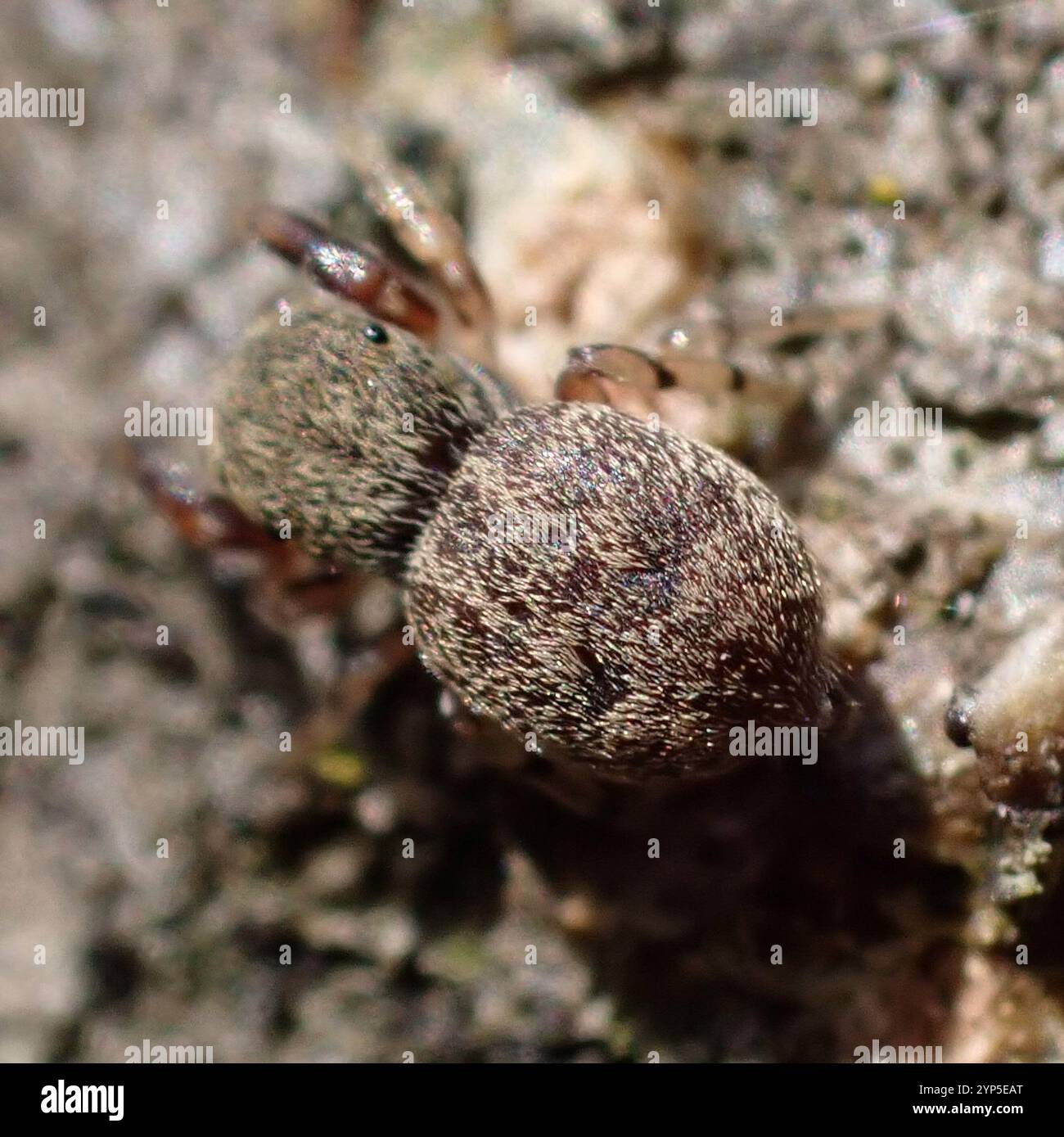 Oak Jumping Spider (Ballus chalybeius Stock Photo - Alamy
